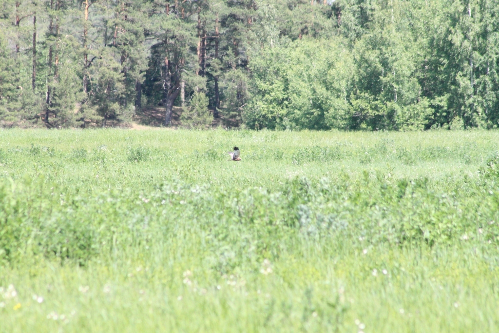Western Marsh Harrier from Рябеево on June 12, 2023 at 12:40 PM by ivan_kurochkin · iNaturalist