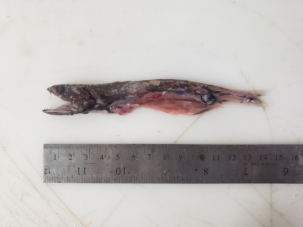 Black Swallower (Chiasmodon niger) - Marine Life Identification