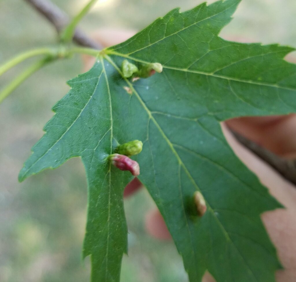Maple Bladdergall Mite from Patterson Park, Baltimore, MD, USA on June ...