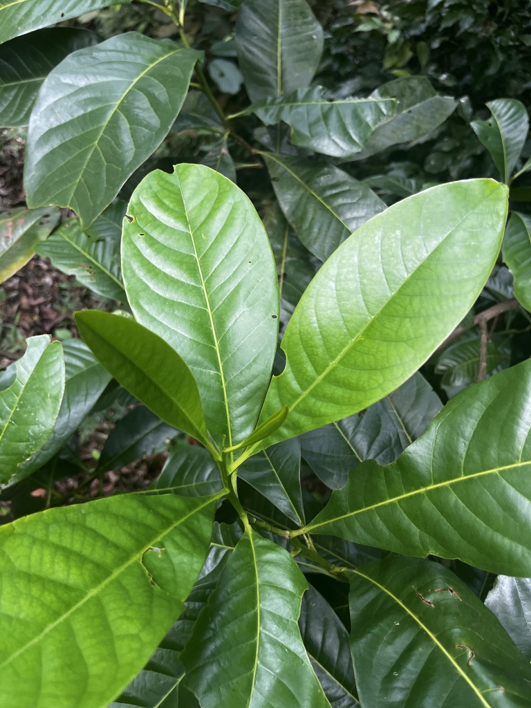 nian mu family (Ixonanthaceae) - Botanical Realm
