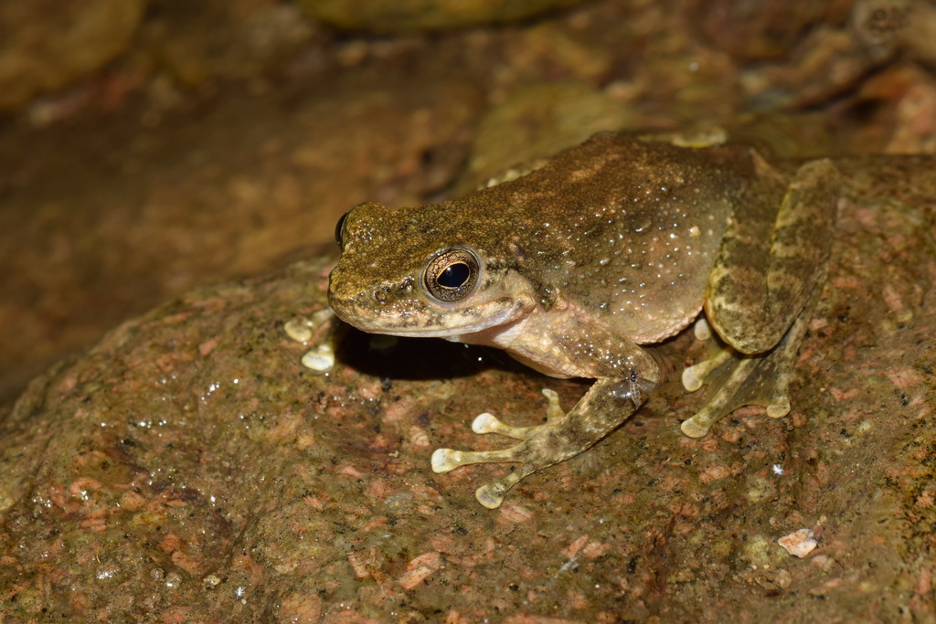 Wuyi torrent frog from 中国浙江省杭州市临安区 on June 10, 2023 at 08:12 PM by 江国彬 ...