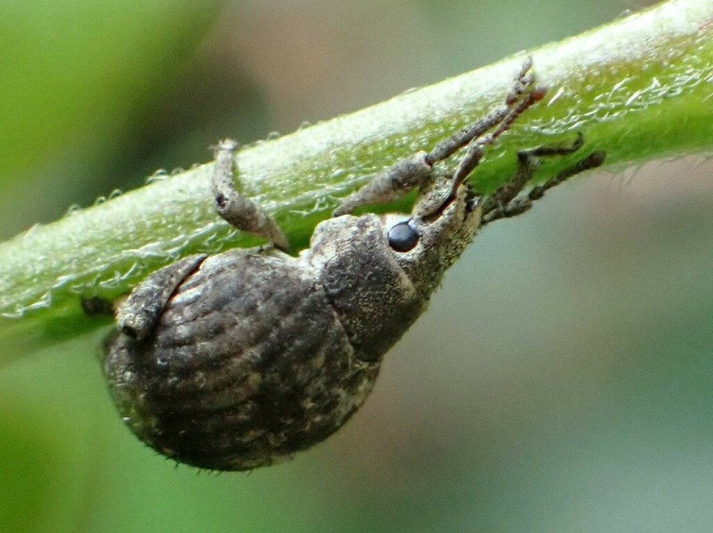 Two-banded Japanese Weevil in June 2023 by sunny · iNaturalist