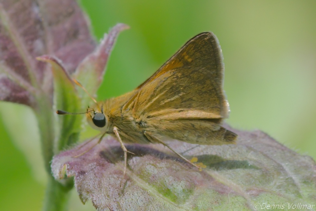 Tawny-edged Skipper from Martin County, FL, USA on June 11, 2023 at 11: ...