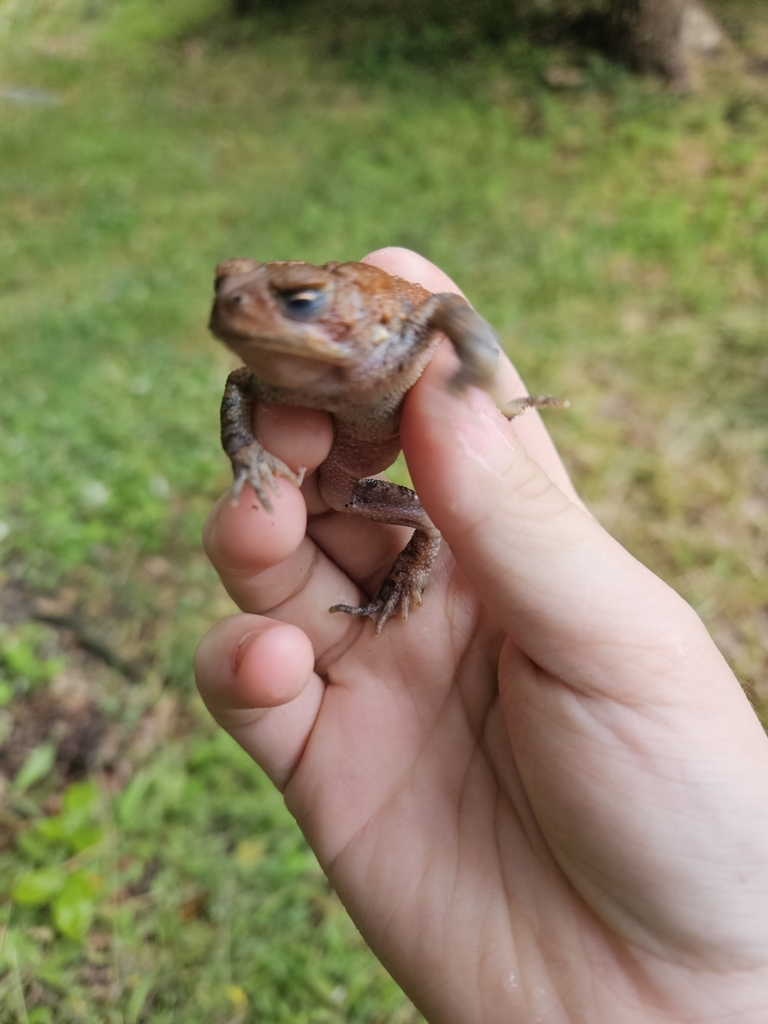 American Toad from Middletown, MD 21769, USA on June 12, 2023 at 09:51 ...