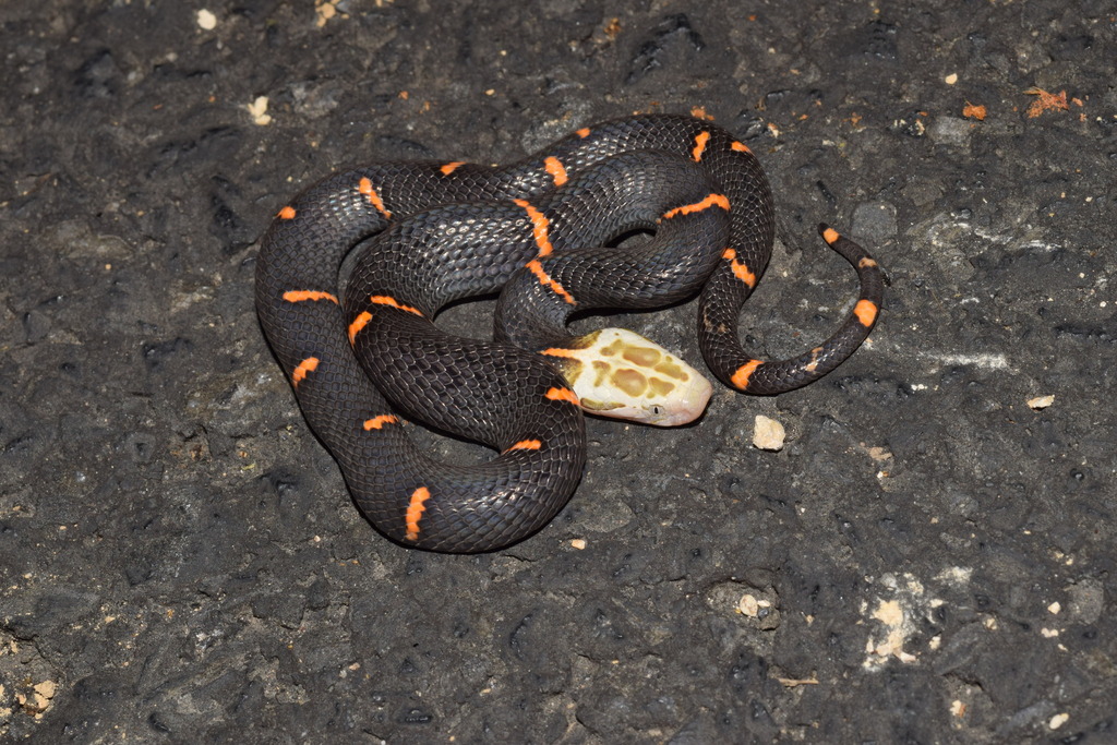 White-headed Burmese Viper in June 2023 by 江国彬 · iNaturalist