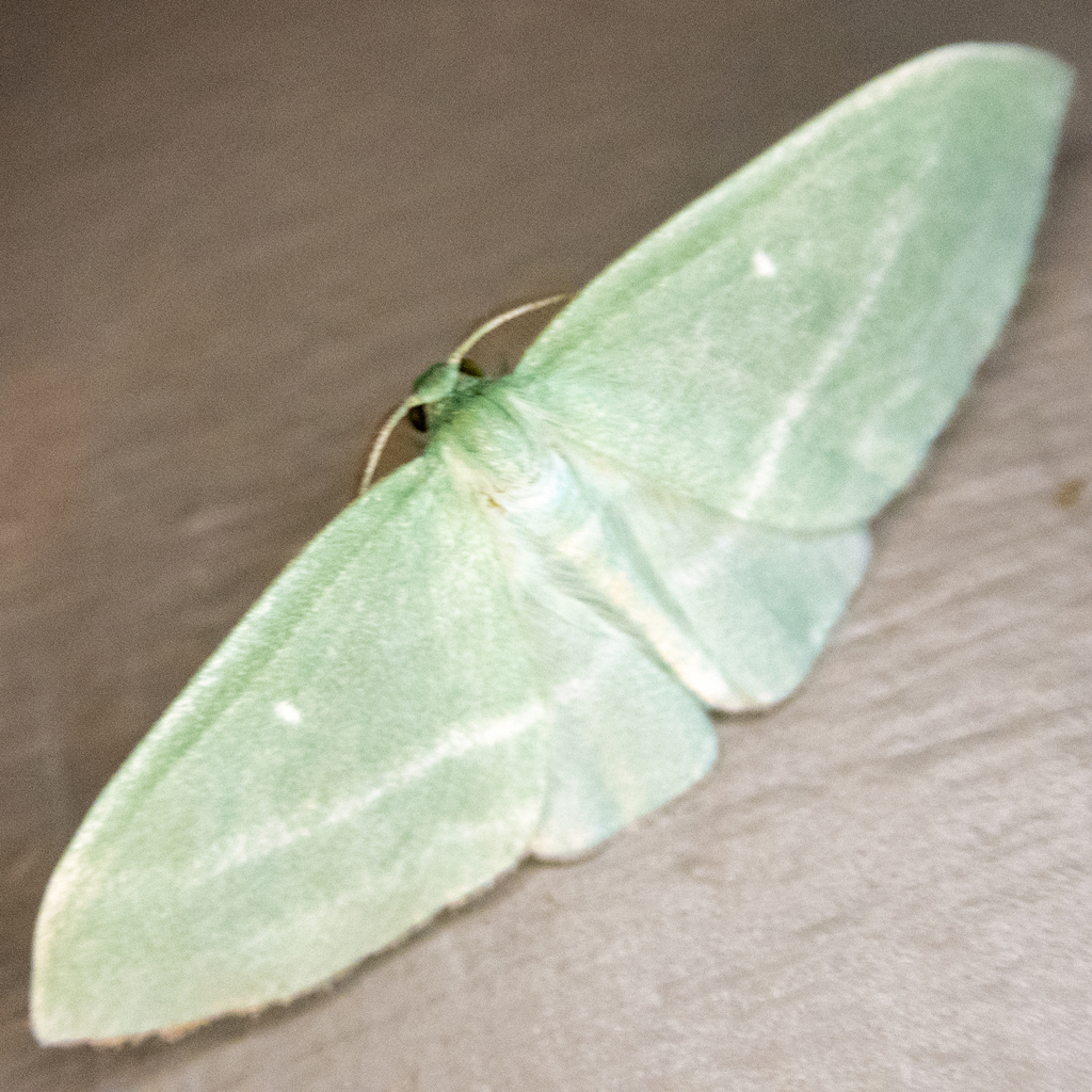 Bad-wing Moth from Shepard Settlement, Onondaga County, NY, USA on June ...