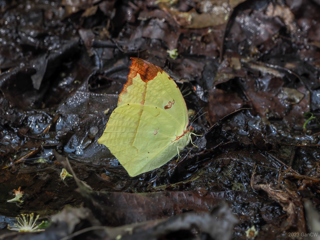 Tailed Sulphur from Tingtibi, Zhemgang, Bhutan on June 1, 2023 at 12:32 ...