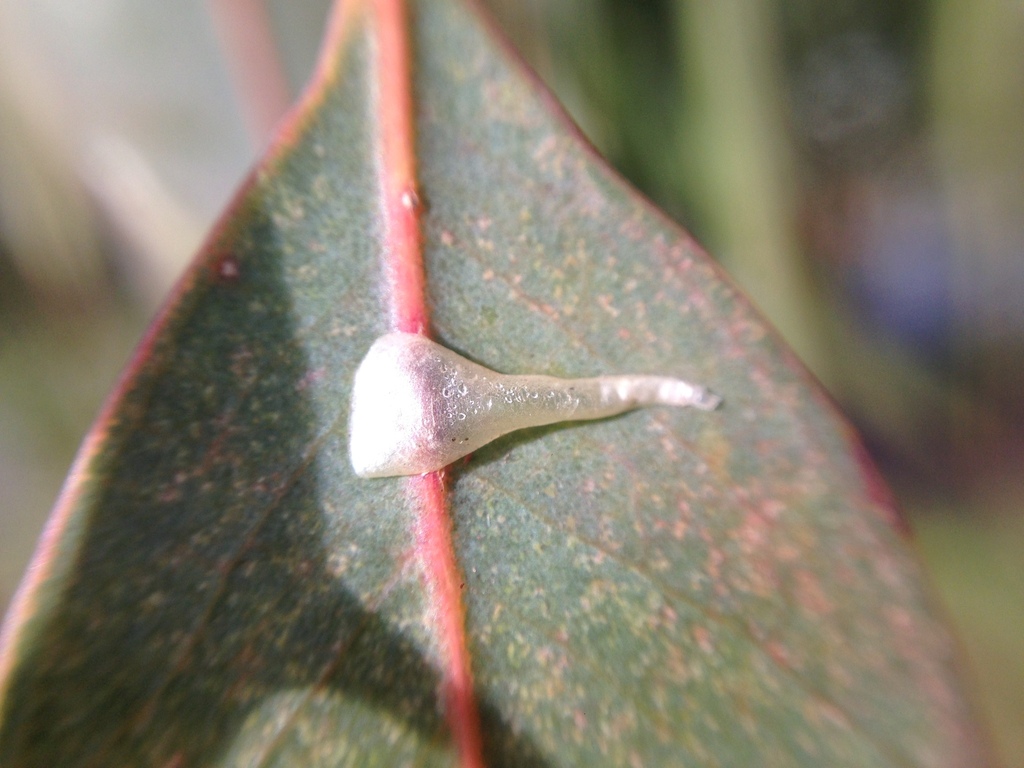 Creiis periculosus from Mandurah WA, Australia on June 10, 2023 at 10: ...