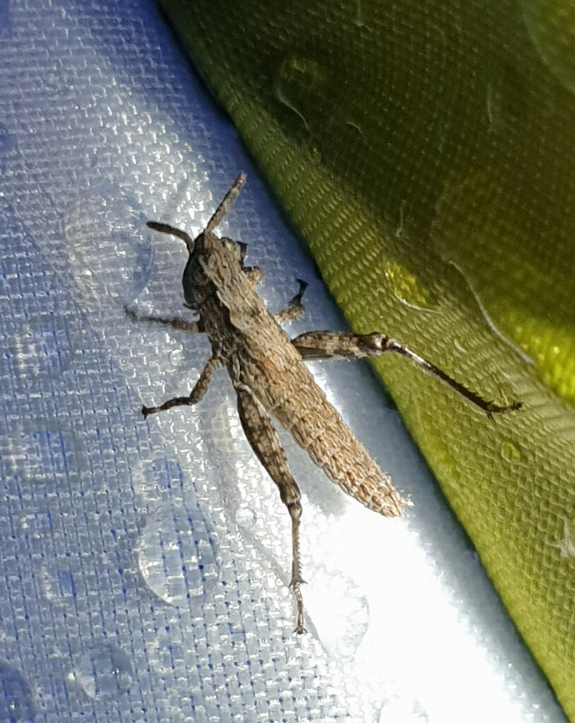 Coryphistes from Mandurah WA, Australia on June 10, 2023 at 08:10 PM by ...