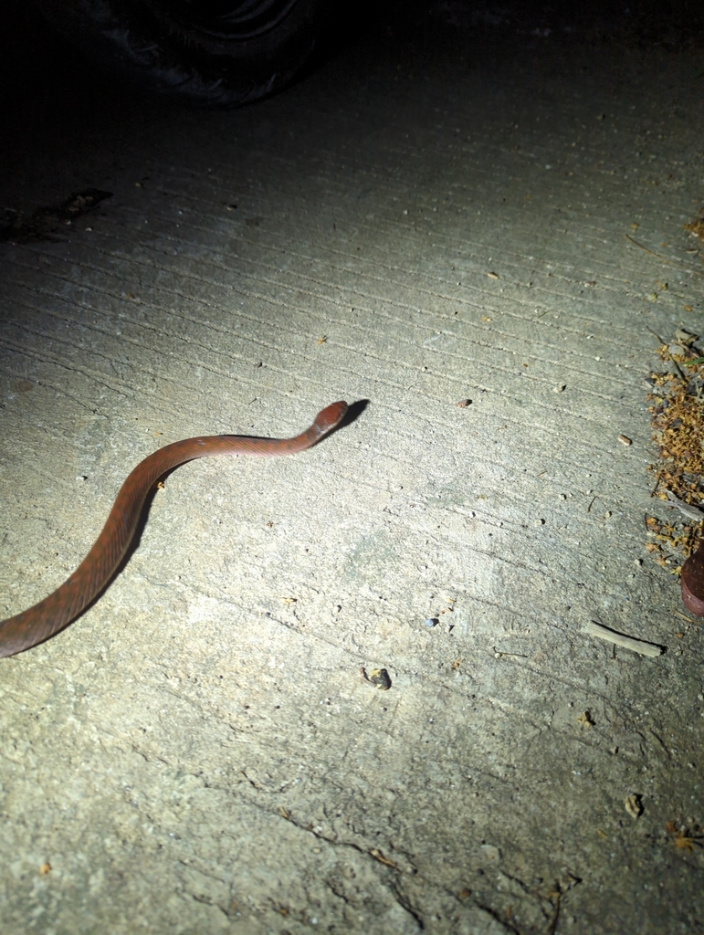 Zigzag-lined Water Snake in June 2023 by Adam Aslam · iNaturalist