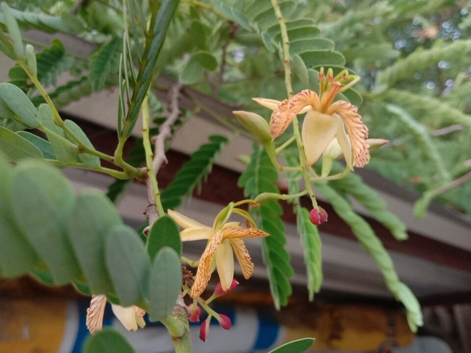 Tamarind from VCW3+QGH, Bang Man, Mueang Sing Buri District, Sing Buri ...