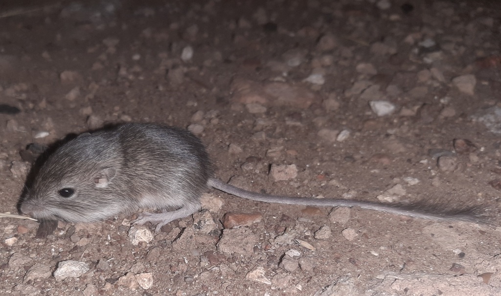 Desert Pocket Mouse from Aguascalientes, Ags., México on June 11, 2023 ...