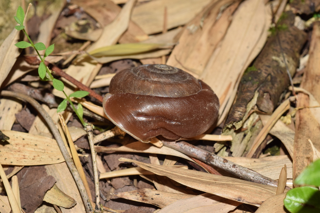 Traumatophora triscalpta from 中国浙江省杭州市临安区 on June 10, 2023 at 08:48 PM ...