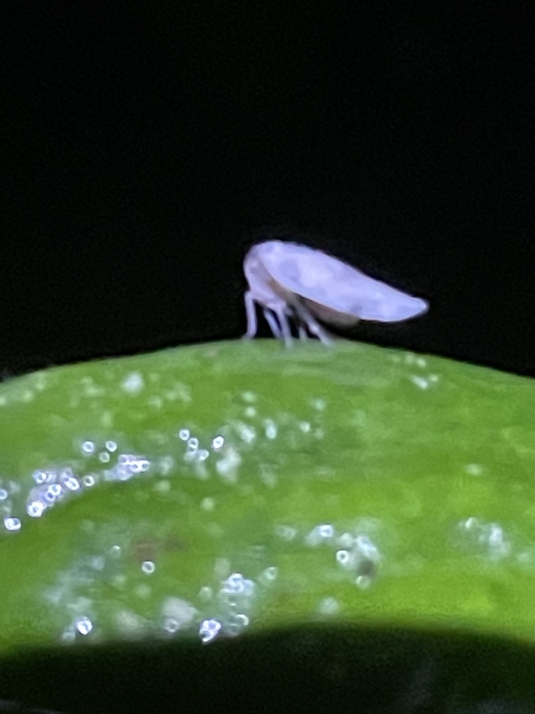 Winged and Once-winged Insects from Santa Clara, EC-PA, EC on June 9 ...
