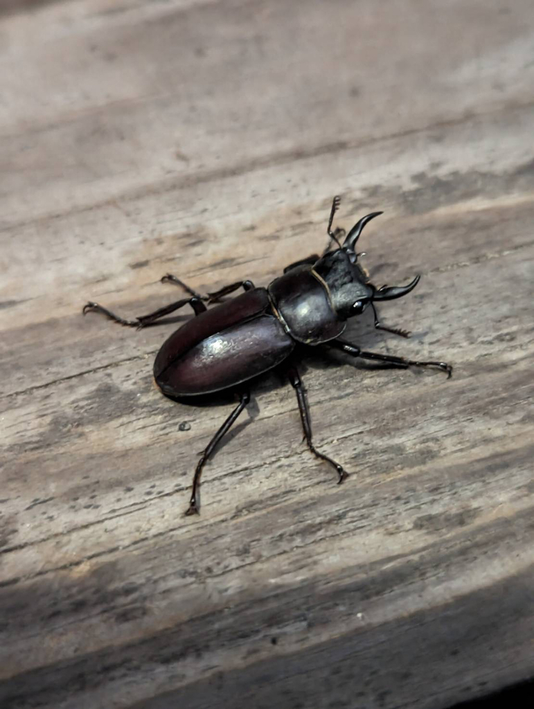Dorcus rectus rectus from Inawashiro, Yama-Gun on June 12, 2023 at 09: ...