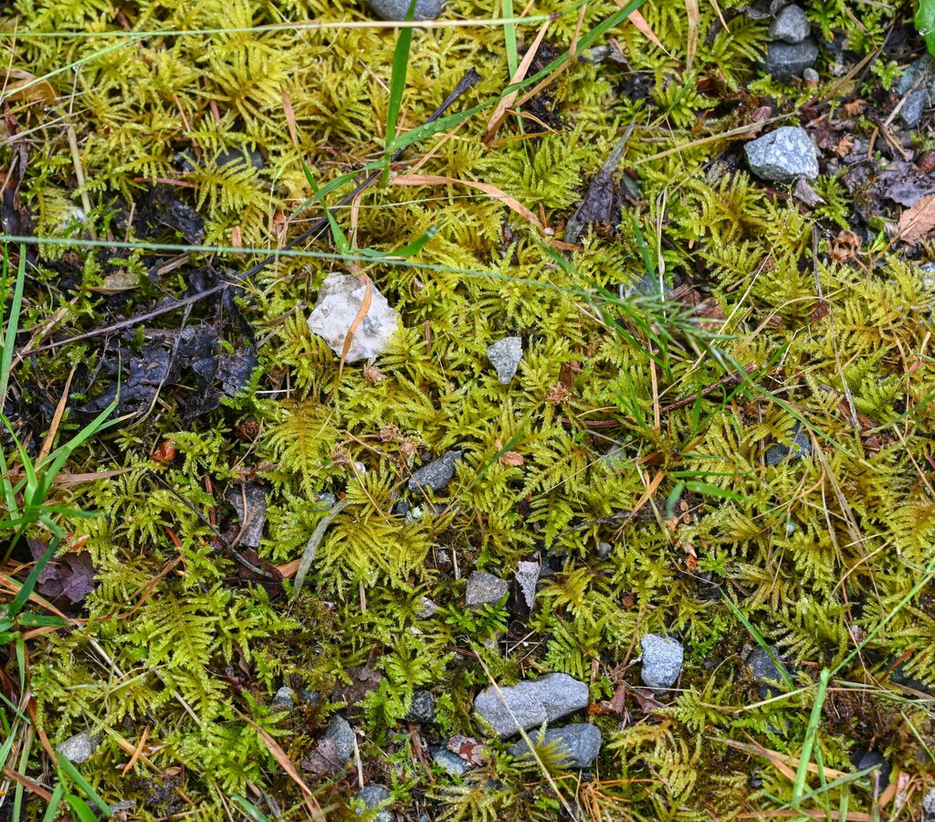 Oregon Beaked Moss from Point Roberts, WA 98281, USA on June 11, 2023 ...