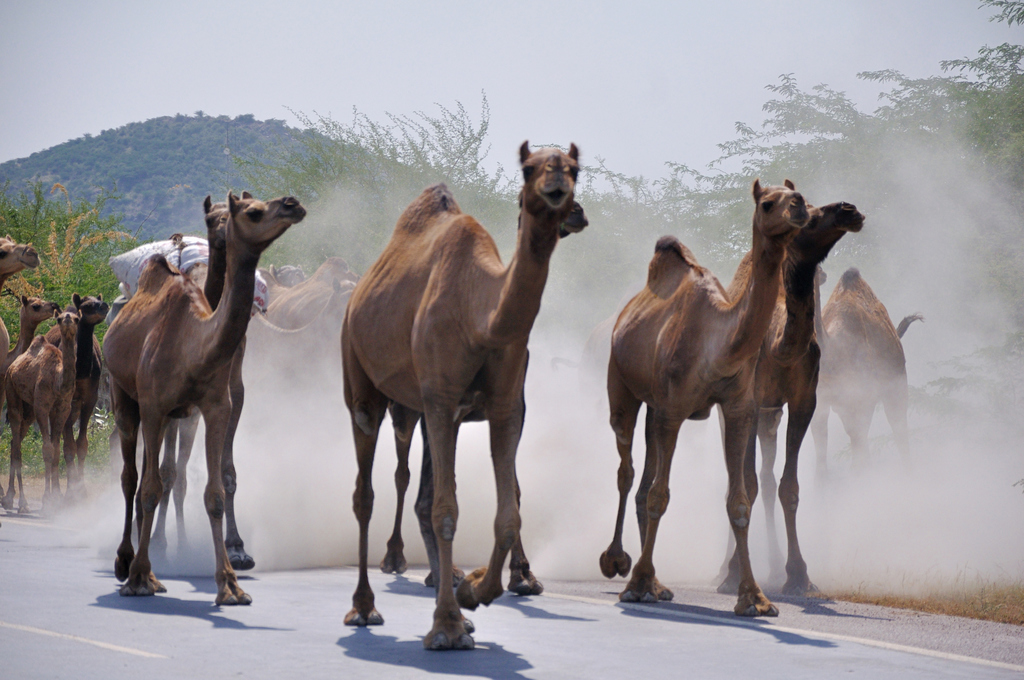 Camels (Camelus) - Know Your Mammals