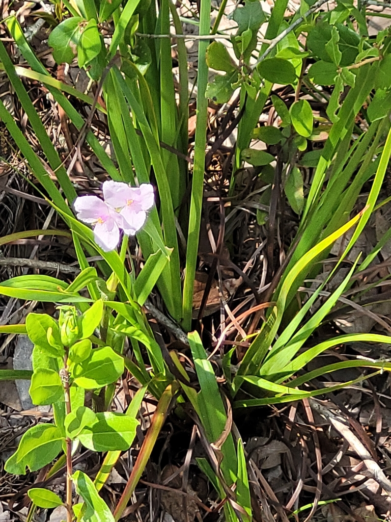 Scrub roseling from Lake Placid, FL 33852, USA on June 12, 2023 at 10: ...