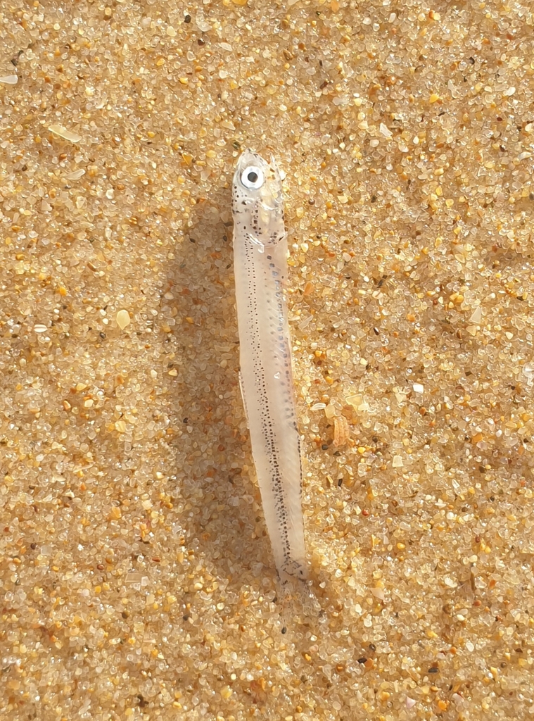 Australian Anchovy from G3X4+7Q, Repton NSW 2454, Australia on June 12 ...