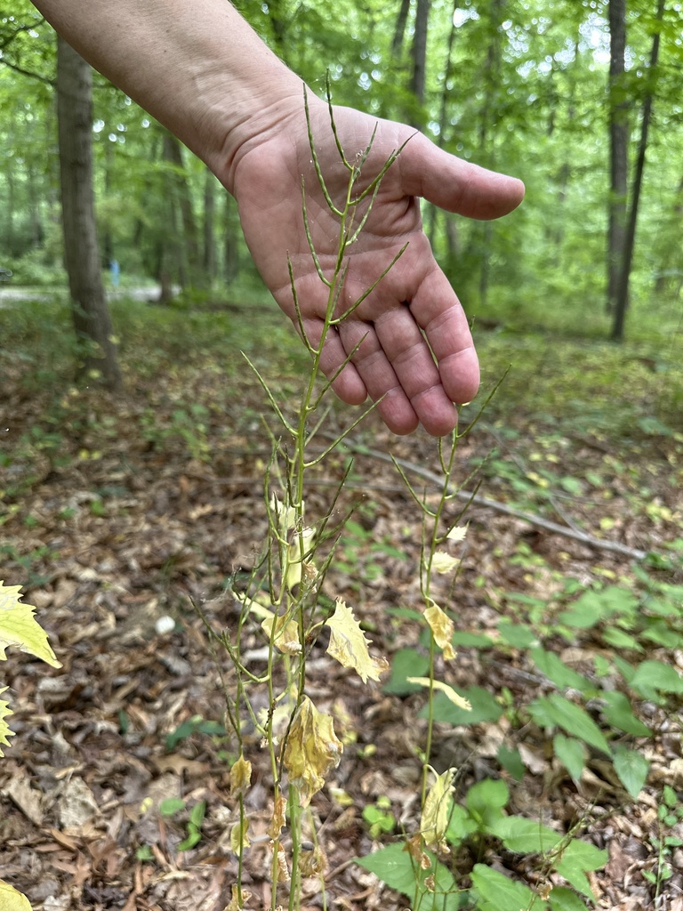 garlic mustard from Little Paint Branch Stream Valley Park, Beltsville ...