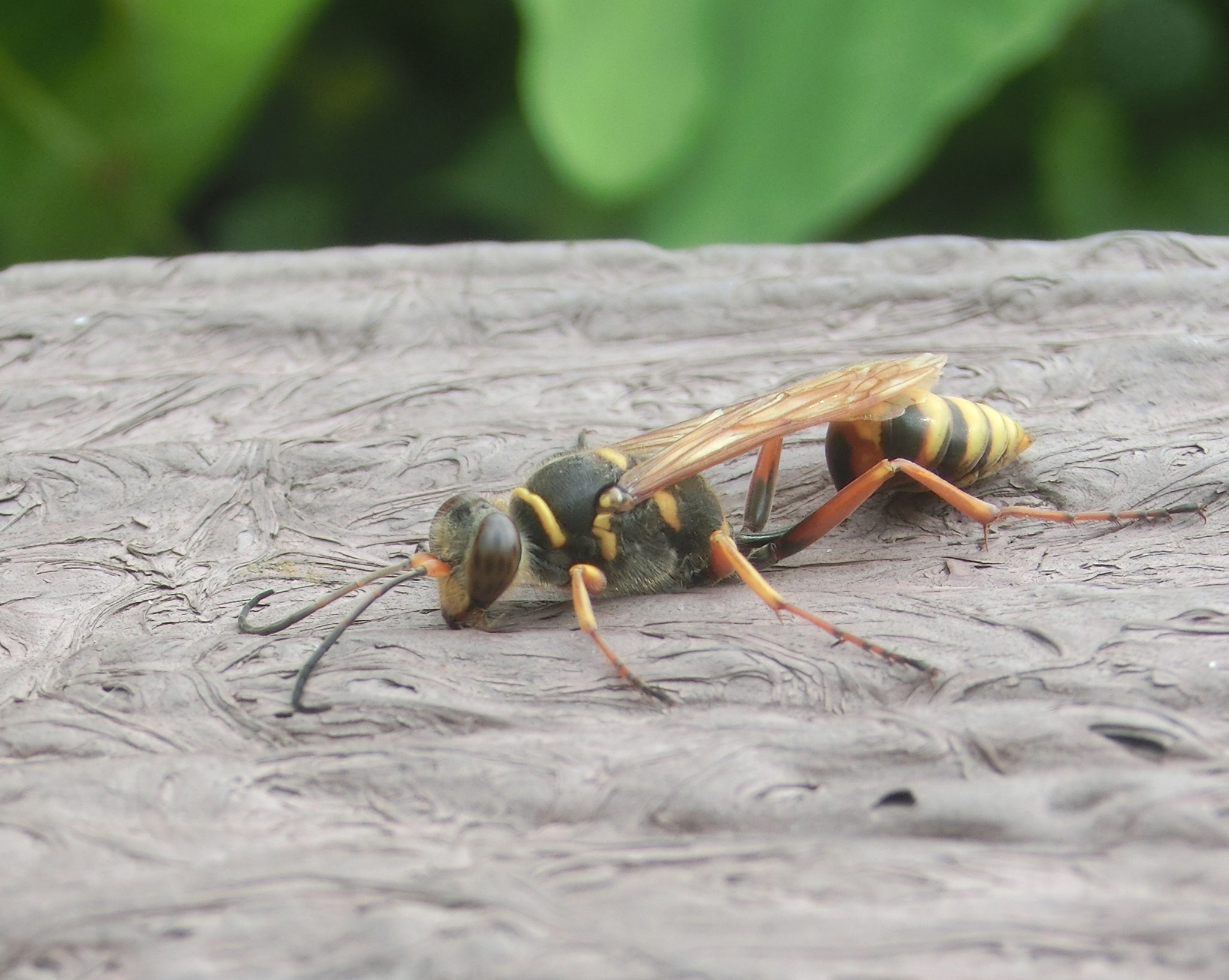 Sceliphron deforme (F.Smith, 1856)