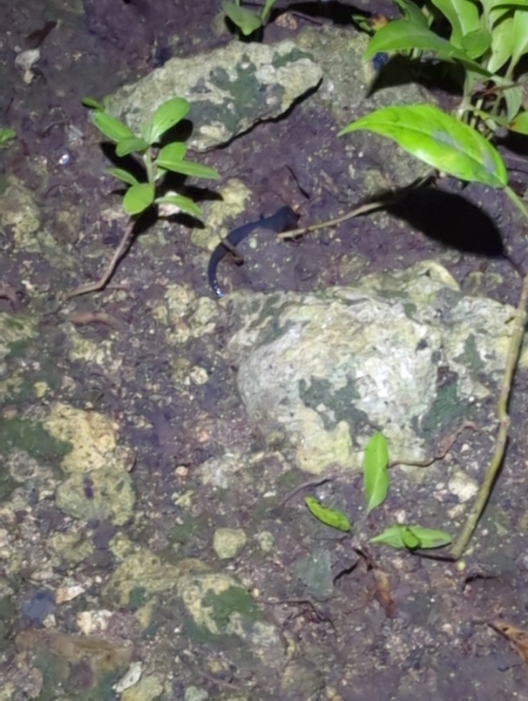 Southeast Asian Bockadam in June 2023 by Adam Aslam · iNaturalist