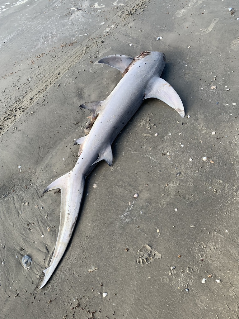 Great Hammerhead in June 2023 by Amanda Gabehart · iNaturalist