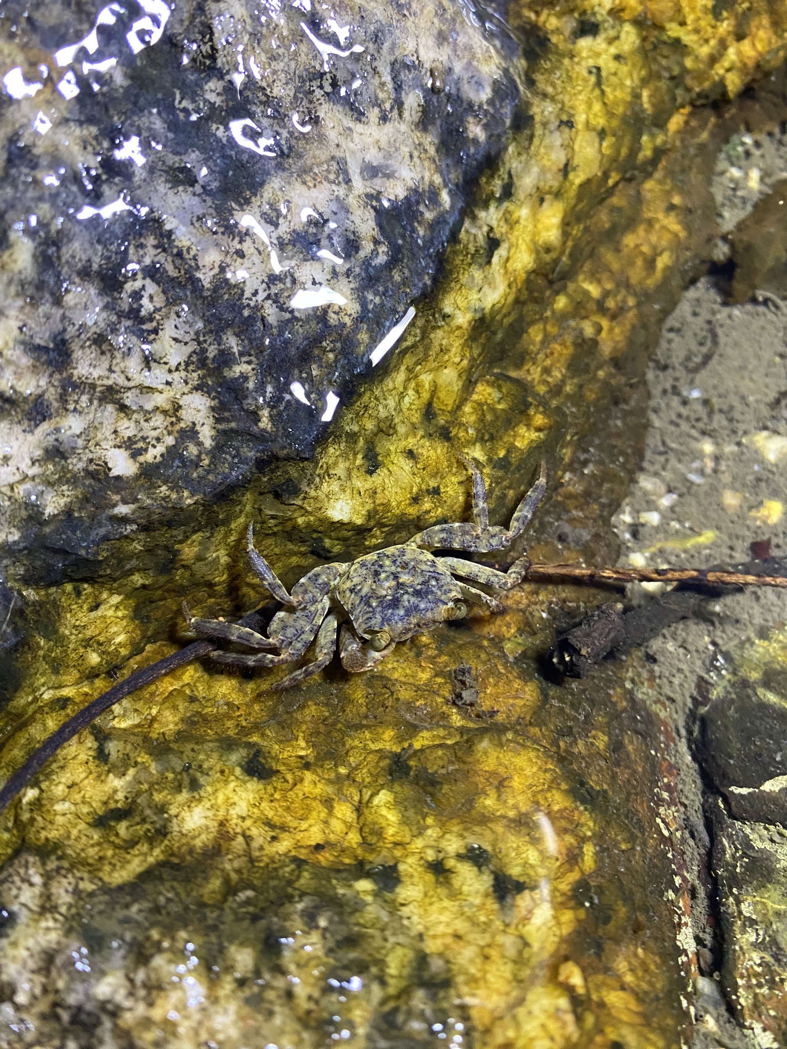 Parasesarma pictum (De Haan, 1835)