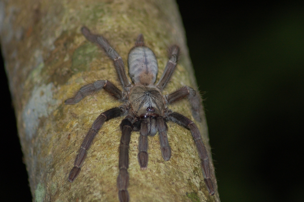 Southeast Asian Tarantulas from Telupid, Beluran, Sabah, Malaysia on ...