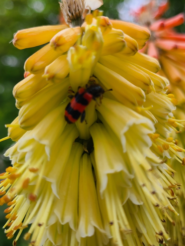 Bee-eating Beetle from Бендеры, Молдавия on June 12, 2023 at 06:01 PM ...