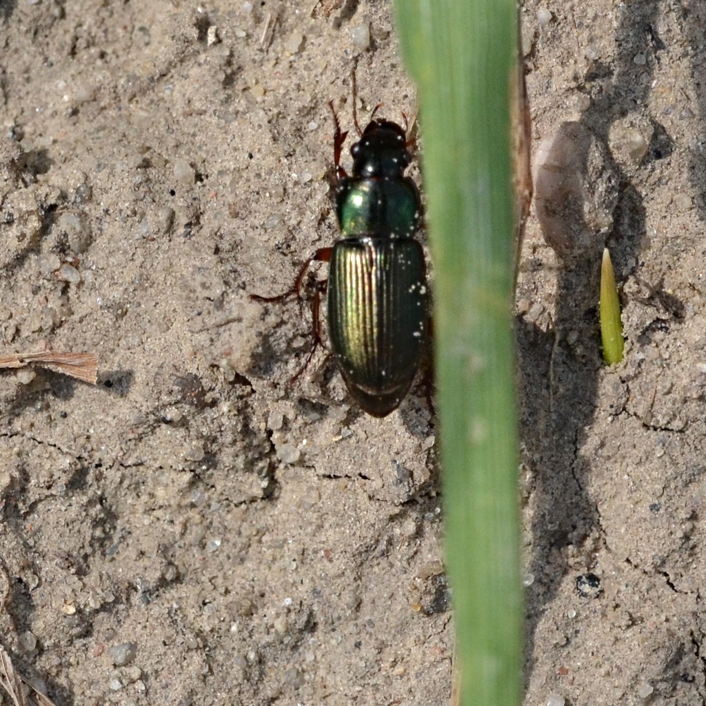 Harpalus affinis from 289 26 Stará Lysá, Česko on June 10, 2023 at 03: ...