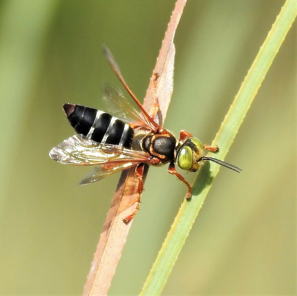 Sand-Loving Wasps from Arthur R. Marshall Loxahatchee Wildlife Refuge ...