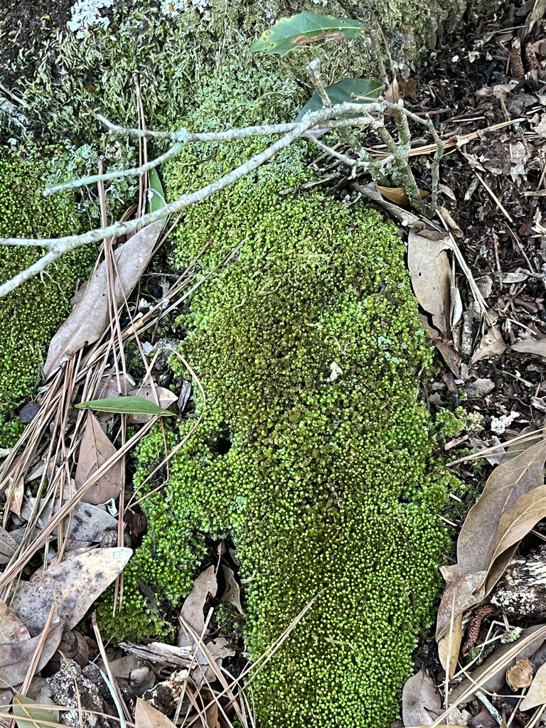Isopterygium Moss from Wintergreen Ct, Lutz, FL, US on May 22, 2023 at ...