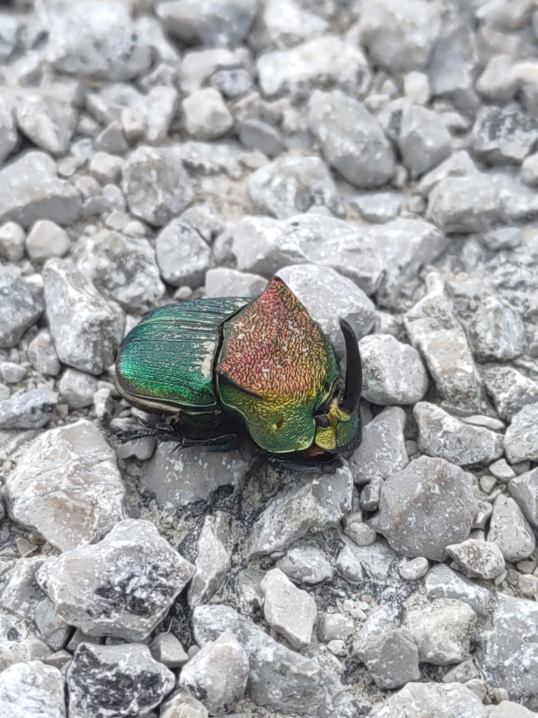 Rainbow Scarab from Brown County, US-OH, US on June 12, 2023 at 11:15 ...