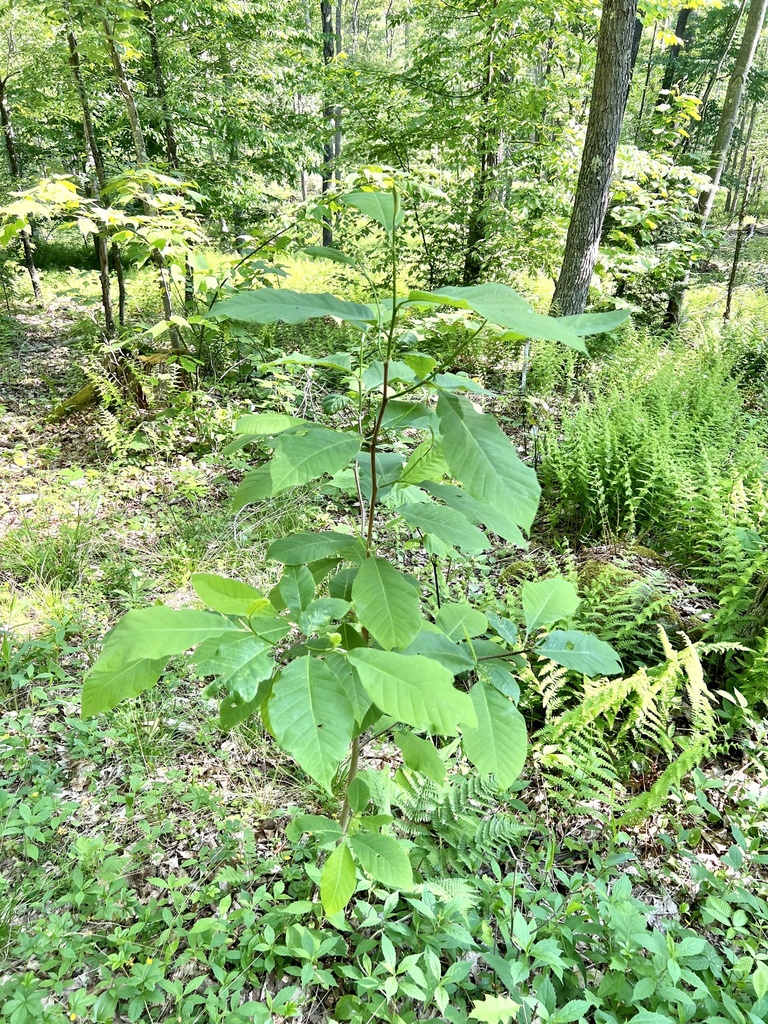 Cucumber-tree from Grantsville, MD, US on June 10, 2023 at 09:54 AM by ...