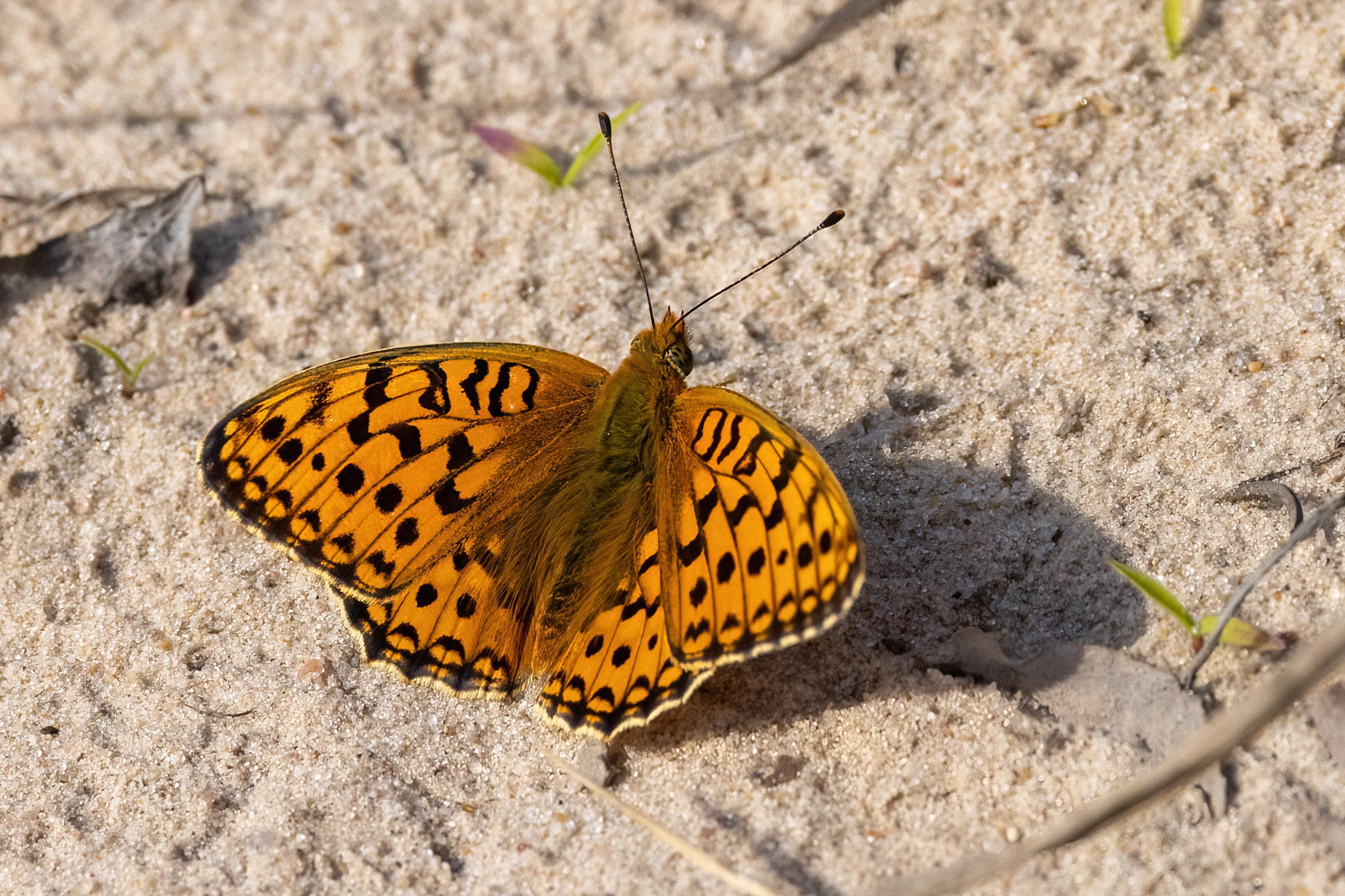 Fabriciana Reuss, 1920