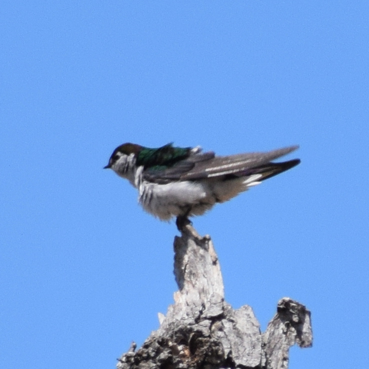 Violet-green Swallow from Joseph D. Grant County Park, CA, USA on June ...
