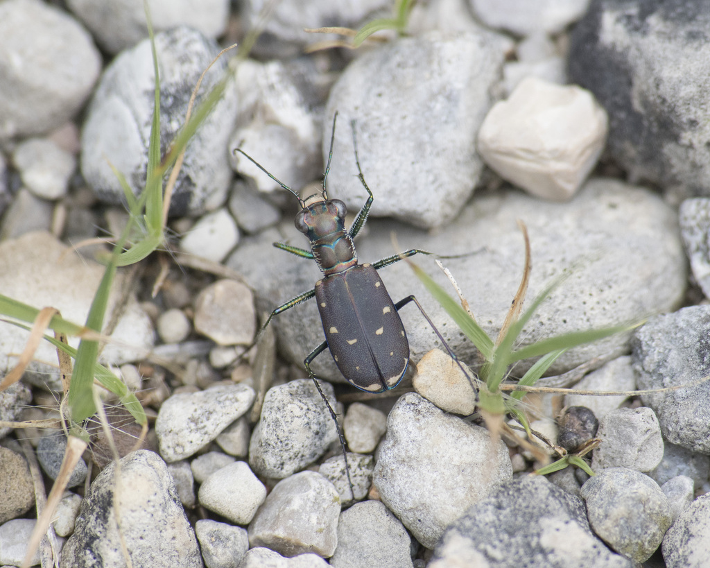 Eastern Red-bellied Tiger Beetle from Huber Heights, OH, USA on July 7 ...