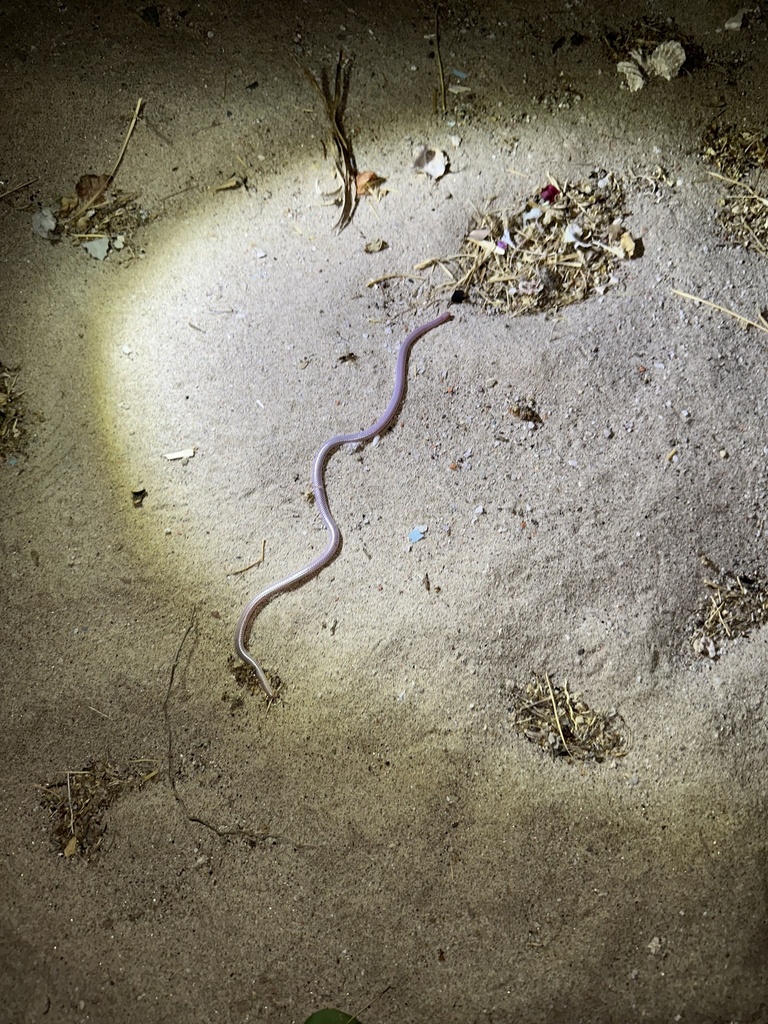 Western Threadsnake from Ensenada, Baja California, MX on June 5, 2023 ...