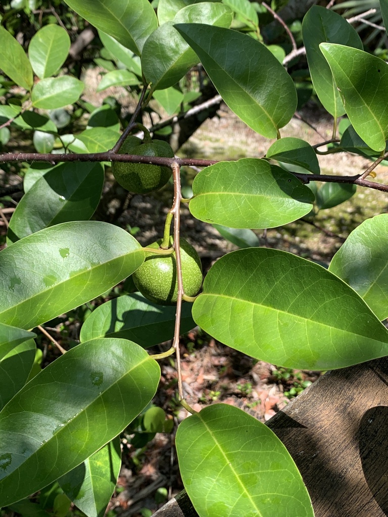 Pond Apple from Saint Barbara St, West Palm Beach, FL, US on 12 June ...