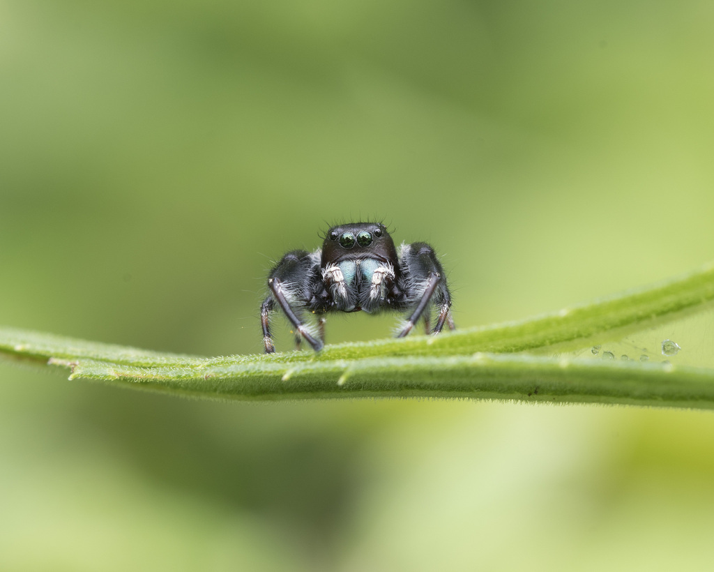 Brilliant Jumping Spider from Montgomery County, OH, USA on July 18 ...