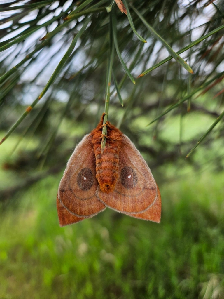 Io Moth from Hot Springs on June 10, 2023 at 09:38 AM by becky ...