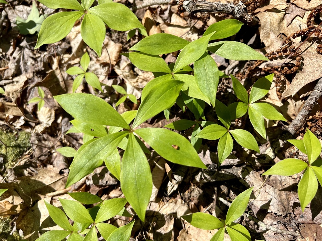 Cucumber Root from Grantsville, MD, US on June 10, 2023 at 10:22 AM by ...