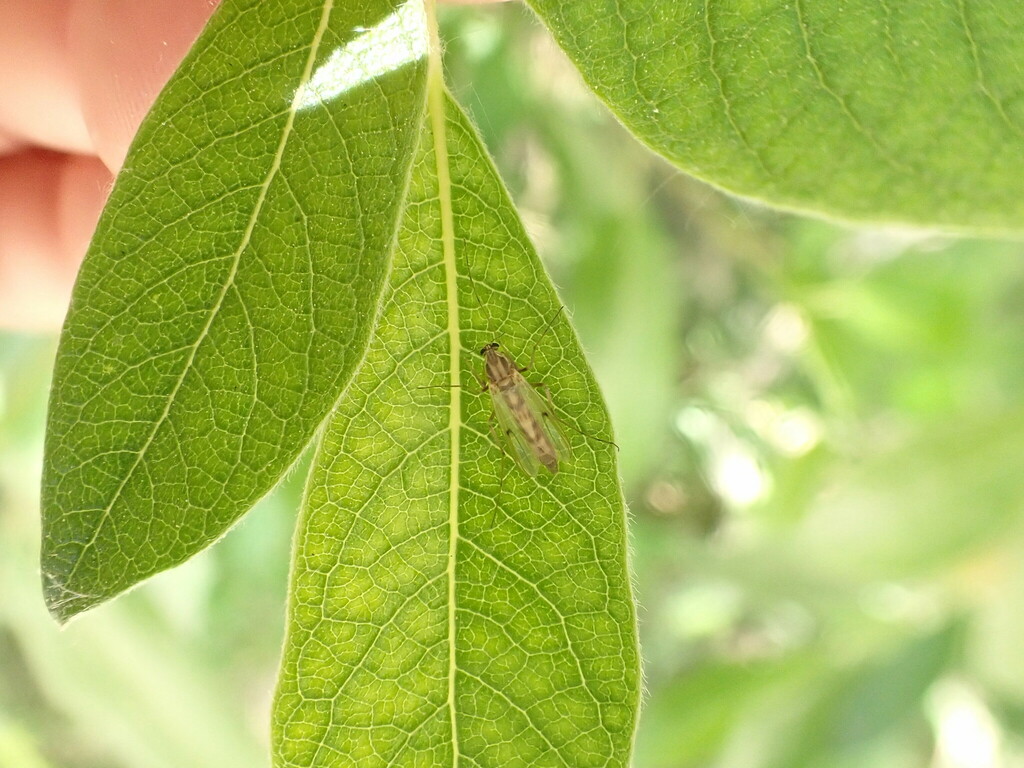 Flies from Southwest Calgary, Calgary, AB, Canada on June 7, 2023 at 03 ...