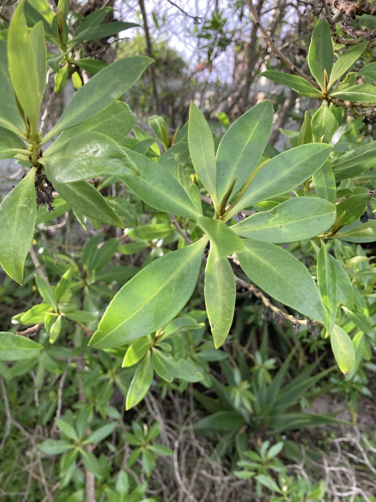 Ngaios from Visvanger Road, Melkbosstrand, WC, ZA on June 12, 2023 at ...