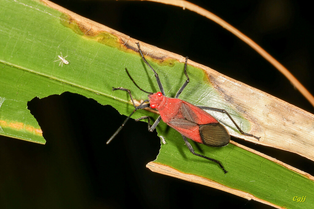 Leptocoris vicinus from 880台灣澎湖縣馬公市880 on May 6, 2023 at 08:00 PM by ...