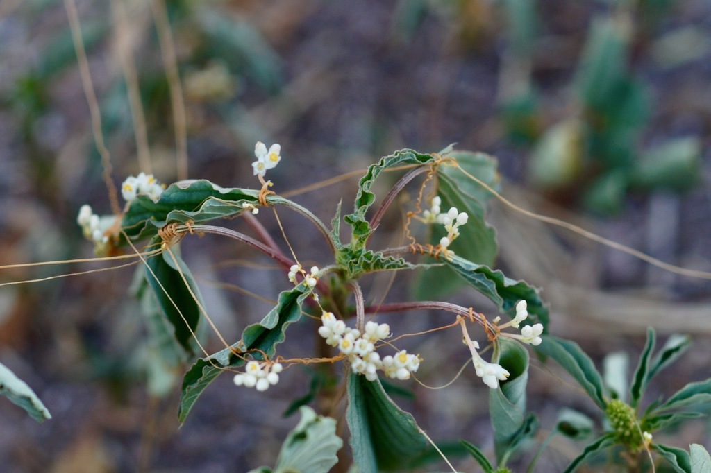 Cuscuta chinensis applanata from Zona Industrial, Torreón, Coah ...