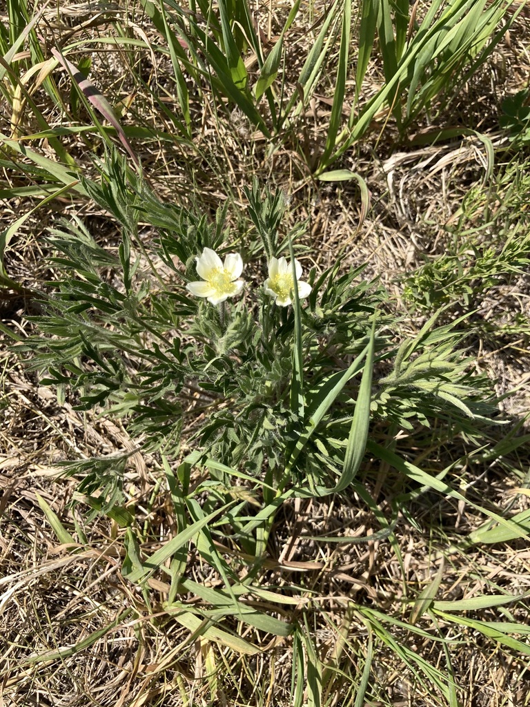 Cutleaf Anemone from Southwest Calgary, Calgary, AB, Canada on June 7 ...