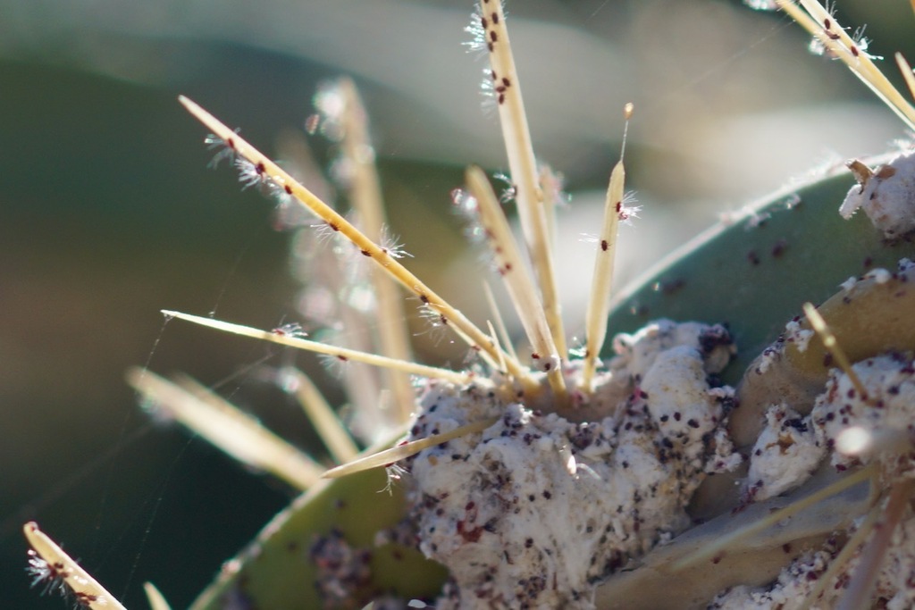true cochineal bug from Zona Industrial, Torreón, Coah., México on June ...