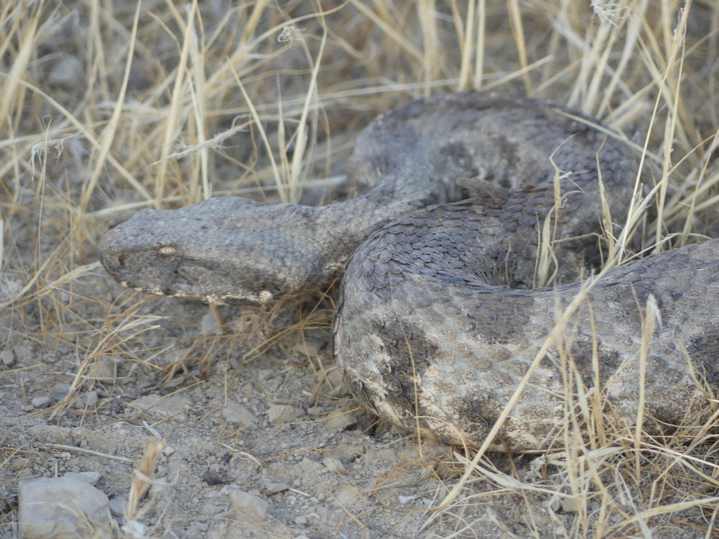Levantine Viper from Taskent Nature Park, Kyrenia, Cyprus, Taşkent 9390 ...